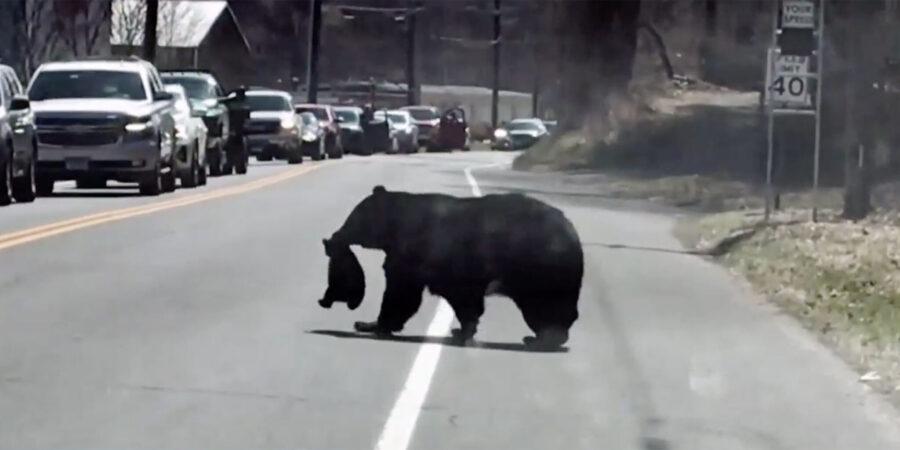 Protecting Wildlife While Driving - Mercer Transportation