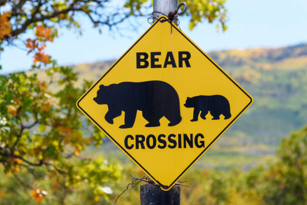 Protecting Wildlife While Driving - Mercer Transportation